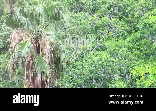 Tall treescape Stock Videos & Footage - HD and 4K Video Clips - Alamy