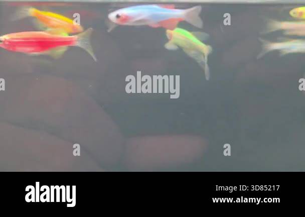 School of longfin danio fish in vibrant shades of red orange green and ...