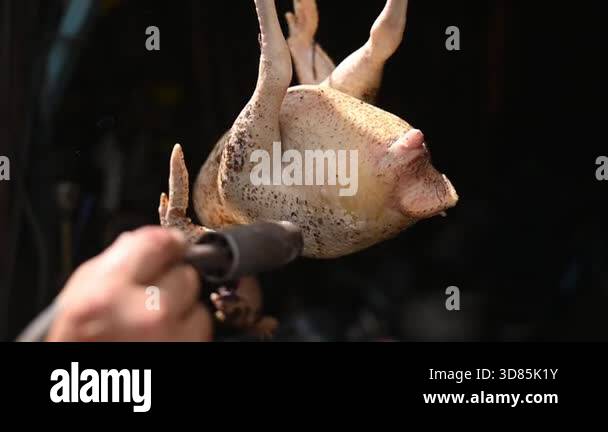 Bloody ceiling Stock Videos & Footage - HD and 4K Video Clips - Alamy