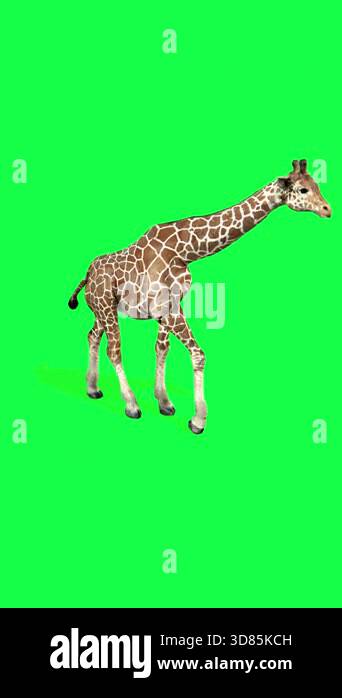 Animated giraffe walking on a chroma key green screen, ideal for ...