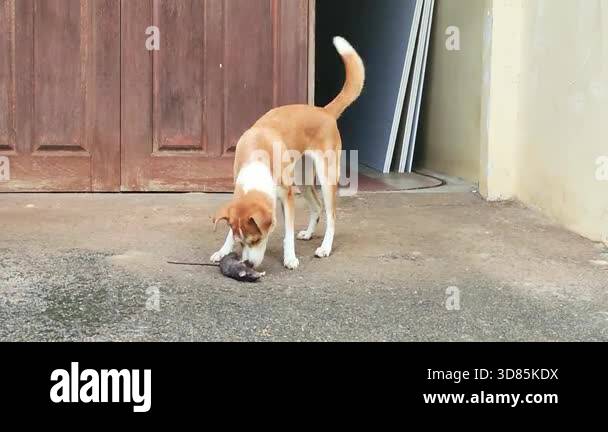 A brown and white dog is seen gripping a dead rat with its mouth on a ...