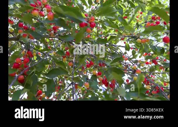 Upward-angled view of a cherry tree showing branches densely covered ...