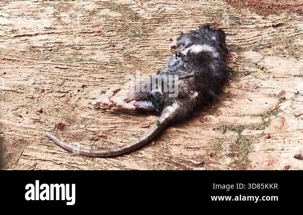A dead rat lies on a textured, dirt covered surface, beginning to decay ...