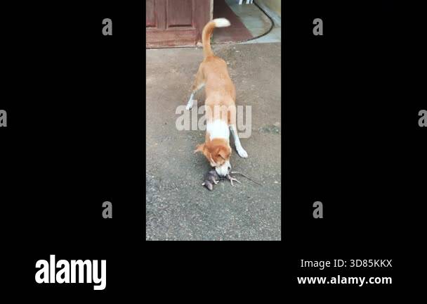 A brown and white dog is seen gripping a dead rat with its mouth on a ...