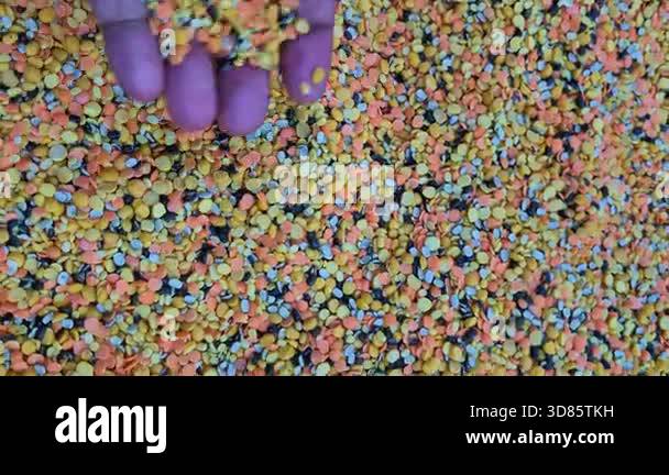 Edible pulses Stock Videos & Footage - HD and 4K Video Clips - Alamy