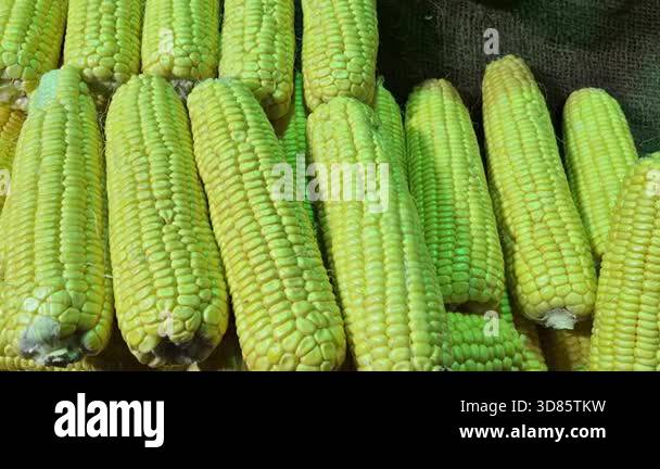 Husk layers Stock Videos & Footage - HD and 4K Video Clips - Alamy