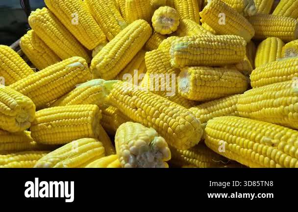 A top down view shows people picking fresh corn cobs from a pile on ...