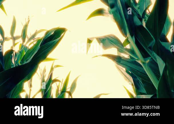 Corn Field Low Angle At Sunset Stock Video Footage - Alamy