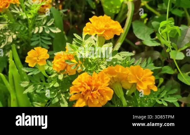 Closeup shows a small yellow marigold flowering plant at a nursery ...