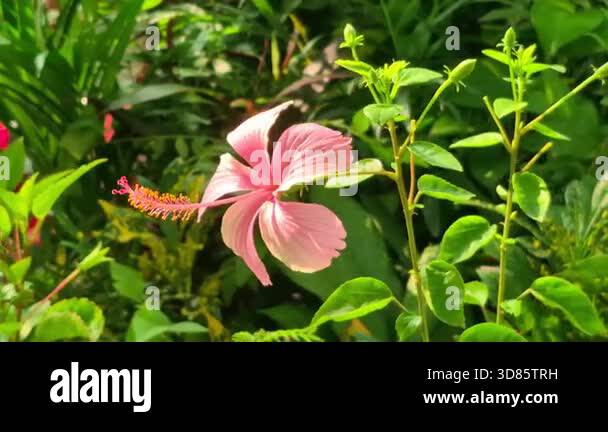 A closeup shows a pink hibiscus flower swaying gently with wind on a ...