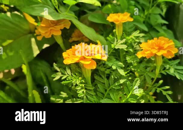 A small yellow marigold flowering plant is on sale at a nursery, with ...
