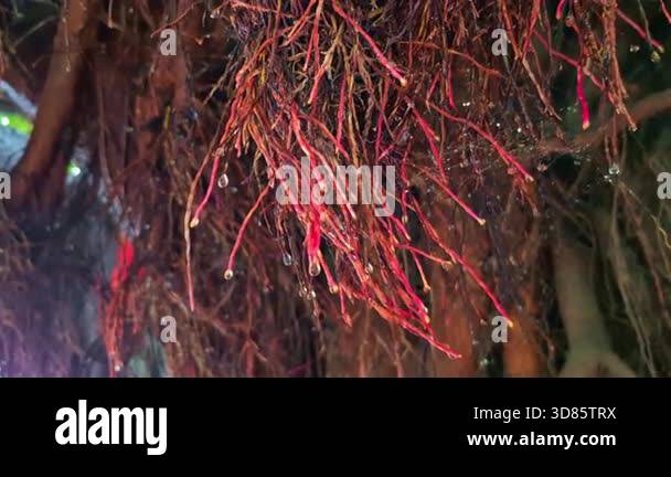 Closeup shows banyan tree roots with dripping water and spider webs ...