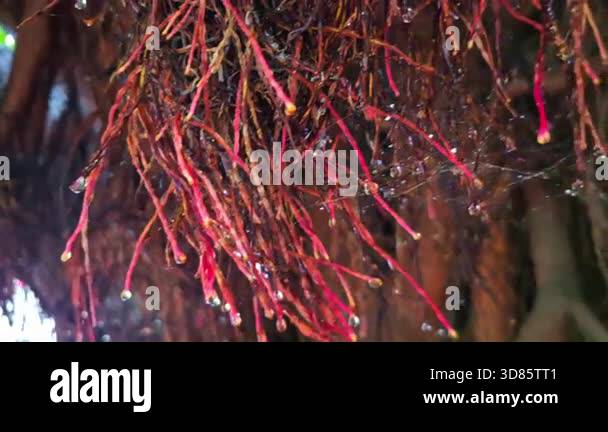 Tree root banyan water Stock Videos & Footage - HD and 4K Video Clips ...