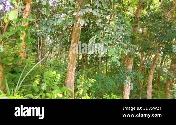 Tropical landscape rainforest jungle nature palm tree palms trees and ...