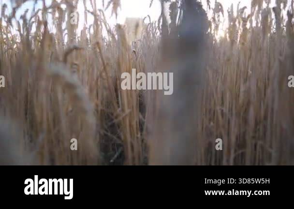 Grain harvester gathering crop of wheat at sunset. Combine riding ...