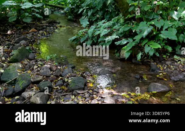 Seamless loop of a clear mountain forest stream surrounded by lush ...