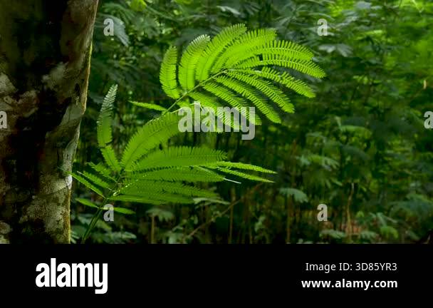 Closeup acacia leaves moving in the cool mountain breeze, with dense ...
