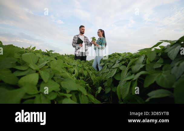 Young agricultural couple analyzing soybean crop quality, the man ...