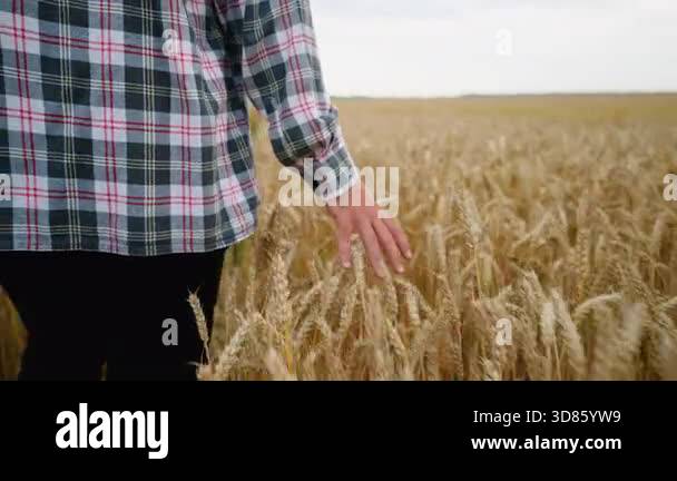 Female farmer walking through a ripe wheat field, gently touching the ...