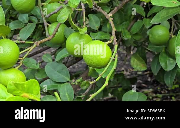 Harvesting lime of lime tree in organic farm Stock Video Footage - Alamy