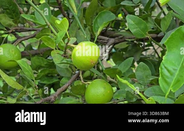 Harvesting lime of lime tree in organic farm Stock Video Footage - Alamy