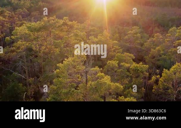Drone flight, forward motion, sunset, sunrise over a pine forest on the ...