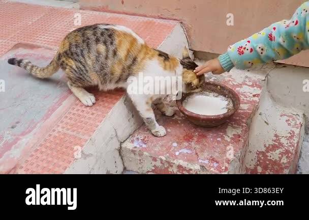 calico street cat drinking milk from clay bowl on worn concrete steps ...