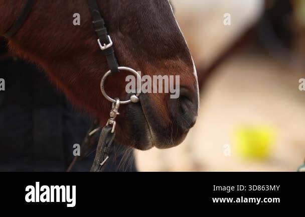 Closeup of a horse mouth with snaffle bit, detailed view of lips, metal ...