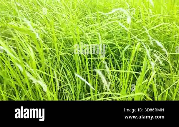 Soft Blowing Wind in Lush Green Grass Field with White Seed Heads ...