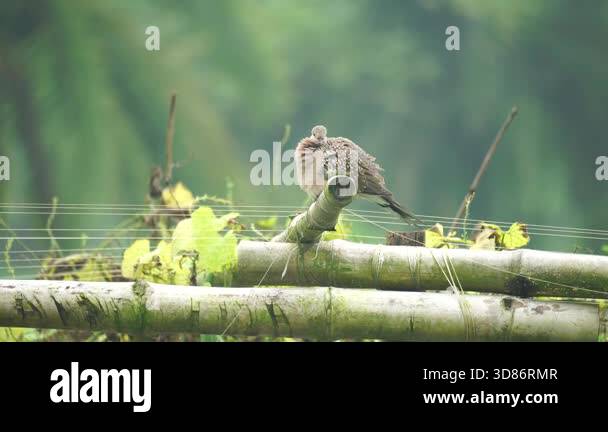 Spotted dove eastern spilopelia chinensis Stock Videos & Footage - HD ...