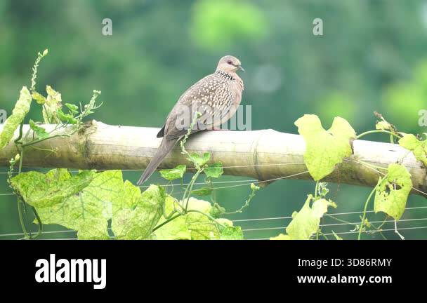 A spotted dove or eastern spotted dove (Spilopelia chinensis Stock ...