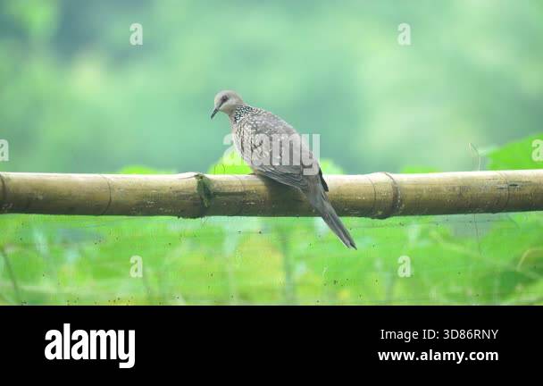 A spotted dove or eastern spotted dove (Spilopelia chinensis Stock ...