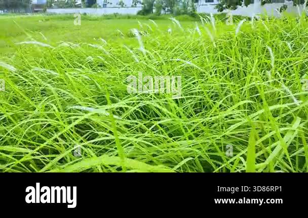 Soft Blowing Wind in Lush Green Grass Field with White Seed Heads ...