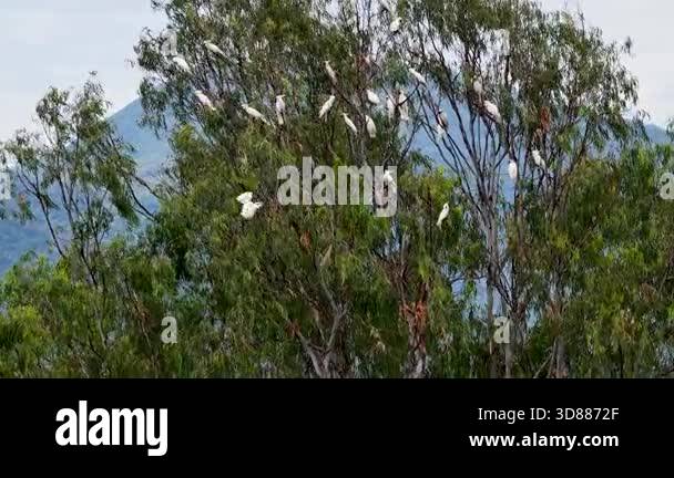 Sulfur-crested cockatoos fly from a tree in a lush forest setting ...