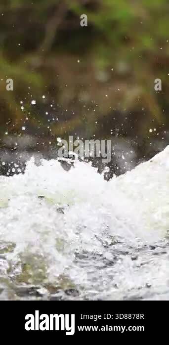 Rapid water splashes energetically over rocks in a forest stream ...