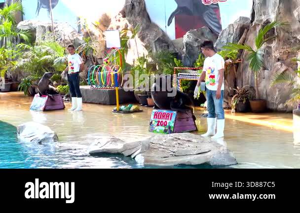 Sea lion performing tricks with trainer at zoo Stock Video Footage - Alamy