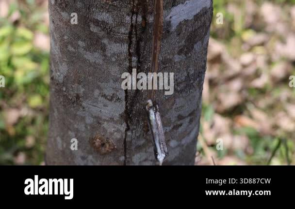 Rubber tree tapping in Phuket, Thailand, captured in natural daylight ...