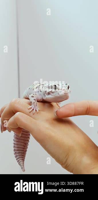 A leopard gecko rests on a person's hand, gently touching and exploring ...