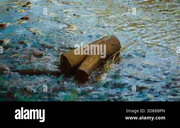 Fallen tree log drifting through shallow stream. Cut wooden trunk ...
