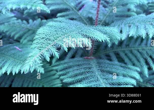 Close Up Norfolk Pine Branch Texture with Green Needles in Natural ...