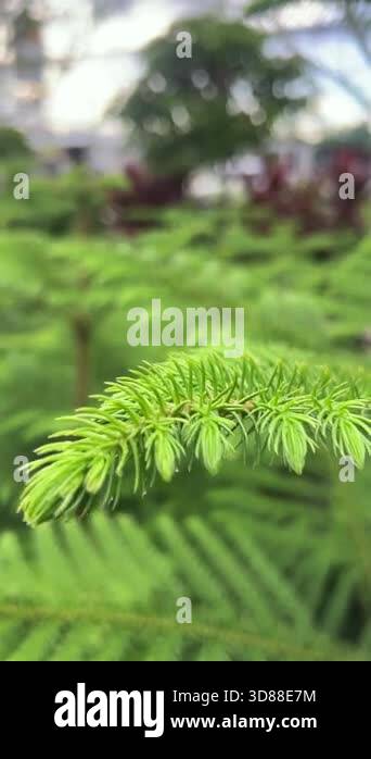 Close Up Norfolk Pine Branch Texture with Green Needles in Natural ...