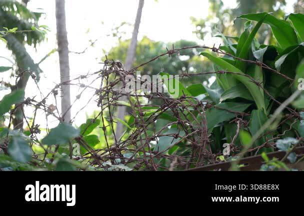 Close-Up Rusty Barbed Wire Fence Texture Old Metal Detail and Decay ...