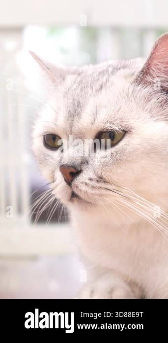 Close Up British Shorthair Silver Shaded Cat with Fluffy Soft Fur and ...