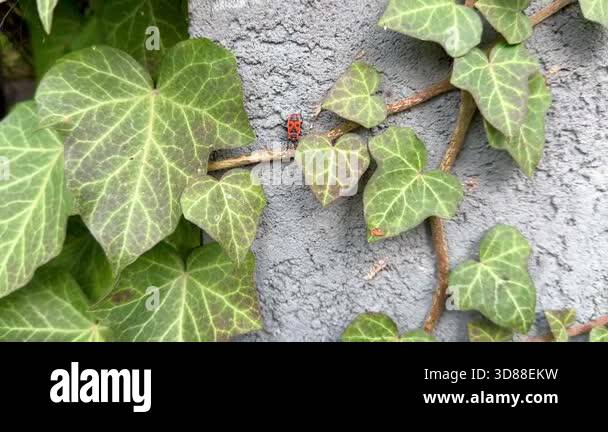 4K macro video of ivy creeping along a concrete wall, with small red ...