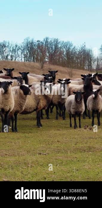 Flock of black-muzzled sheep stand calm in the field looking into ...