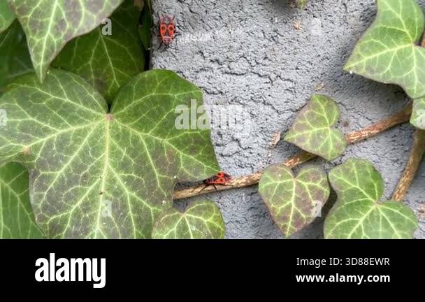 4K macro video of ivy leaves on a concrete wall with small bugs ...
