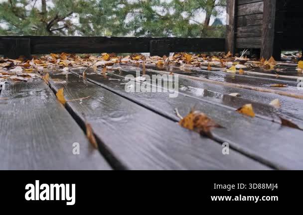 Rain falls gently on a soaked wooden deck scattered with brown and ...
