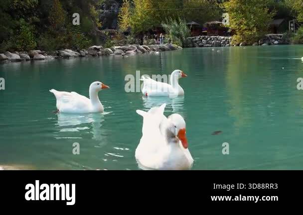 White geese swimming in a calm blue pond. Peaceful nature scene with ...