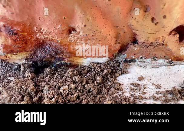 A close-up of ants gathered at the entrance of a burrow, working ...