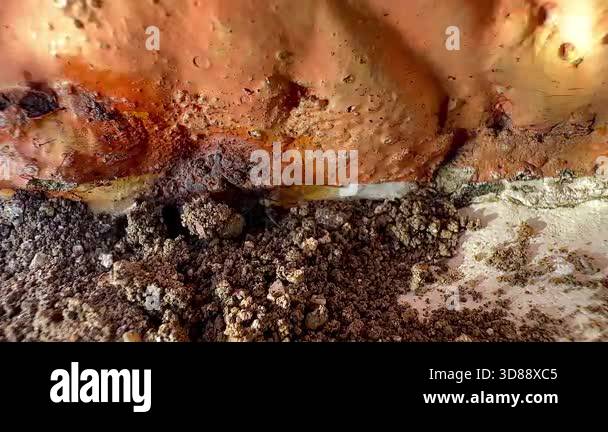 A close-up of ants gathered at the entrance of a burrow, working ...